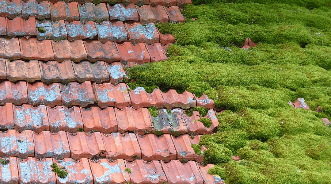 Comment tuer la mousse sur un toit ? L'ultime solution